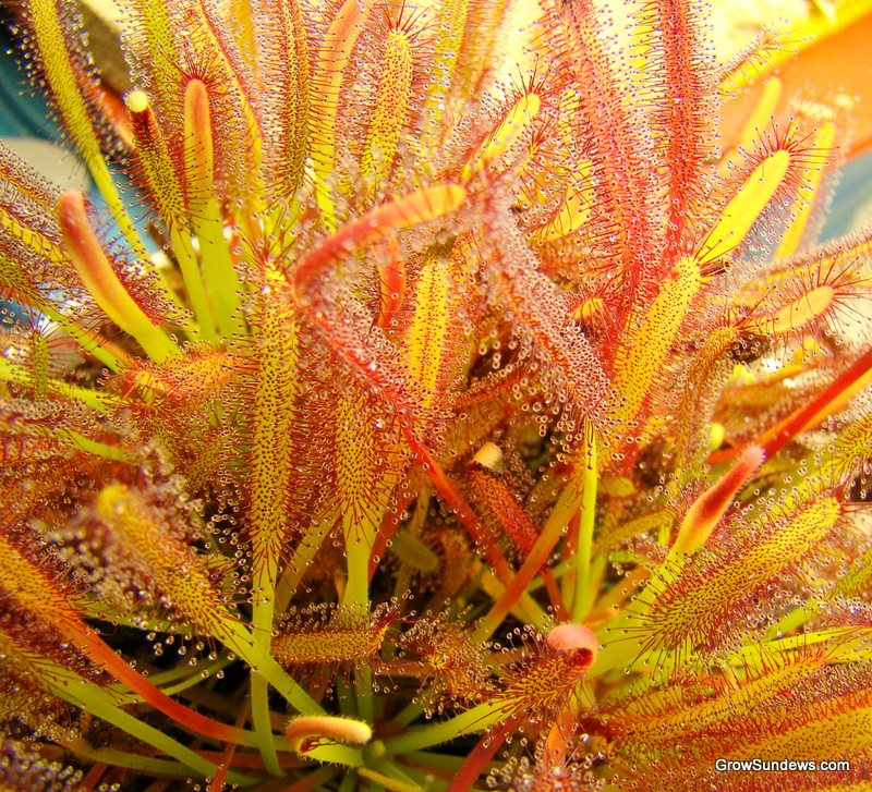 Drosera leaf tip burn ? - FlyTrapCare Forums